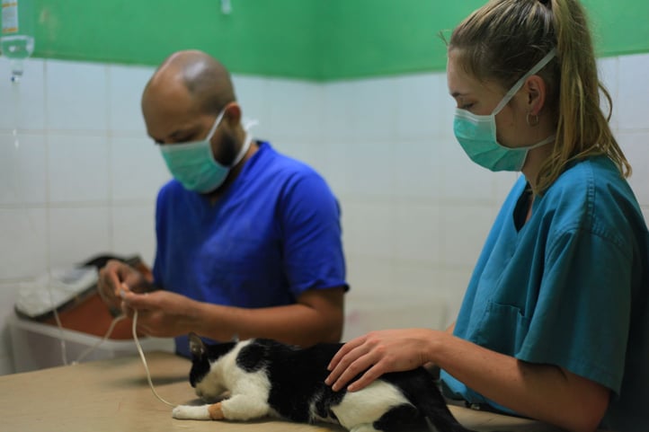 Internship for Vet Students & Newly Graduated Vets | Volunteer in Cape ...