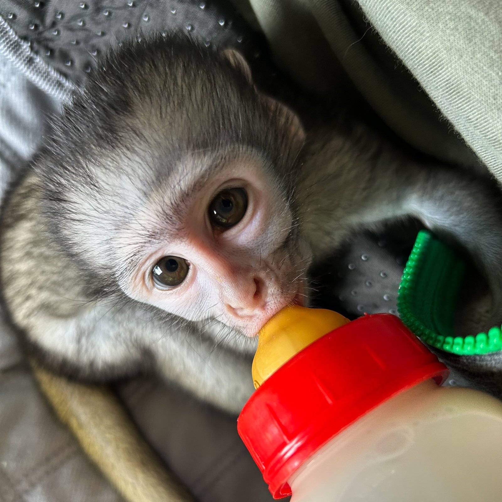 Vervet Monkey Rescue & Rehabilitation | Volunteer in South Africa 2026