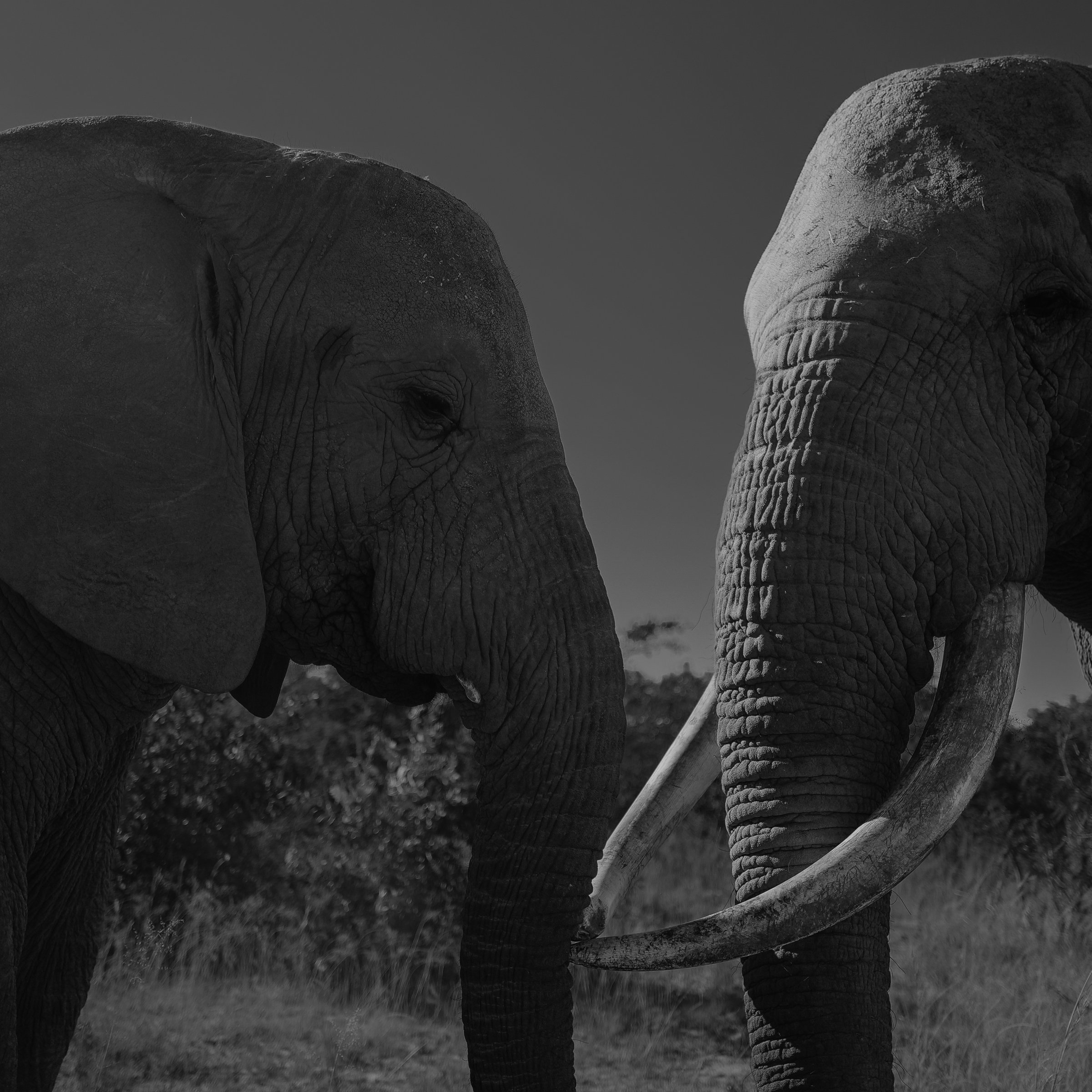 Rhino & Elephant Conservation | Volunteer in Zimbabwe 2026
