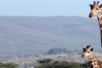 Volunteer in South Africa 🇿🇦 [Updated 2026/27] | Volunteer World